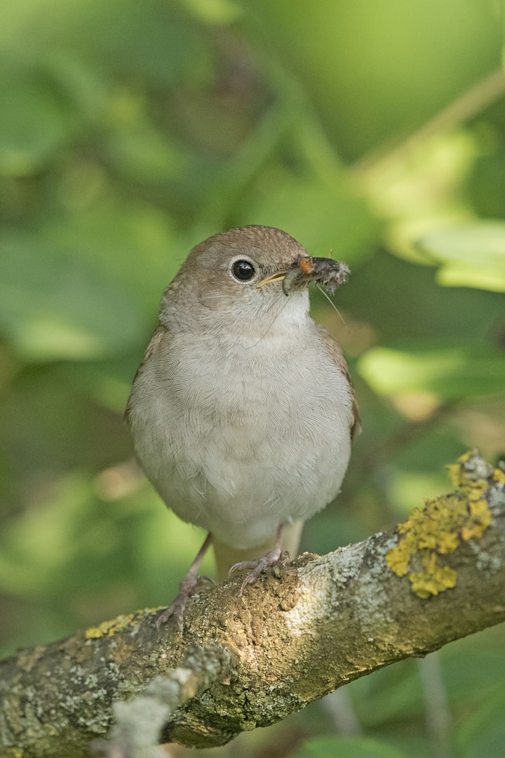 Common Nightingale by Andrew Moon - BirdGuides