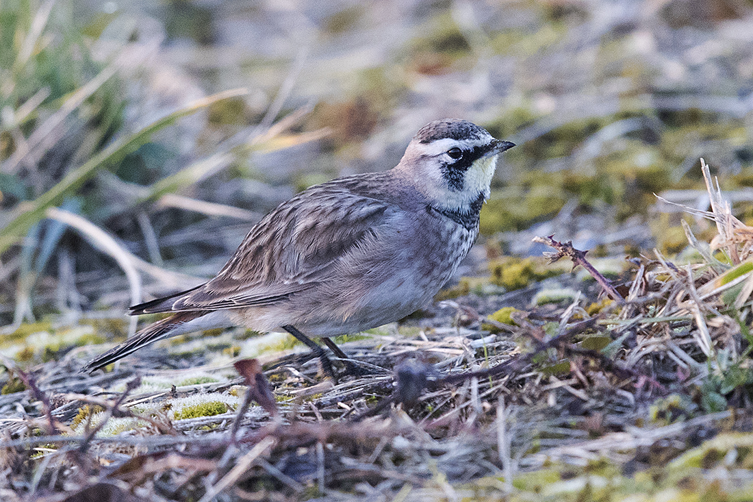 Details : American Horned Lark - BirdGuides