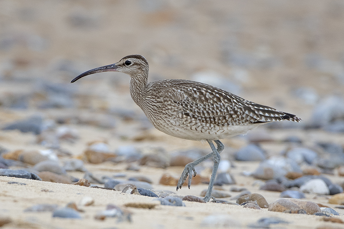 Details : Whimbrel - BirdGuides