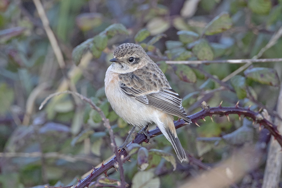 Siberian Stonechat by Andrew Moon - BirdGuides
