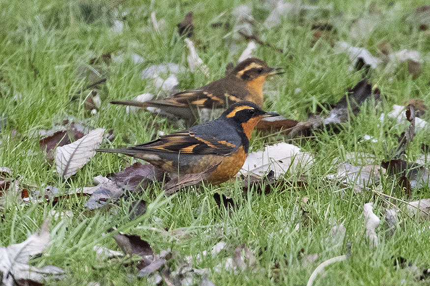 Details : Varied Thrush - BirdGuides