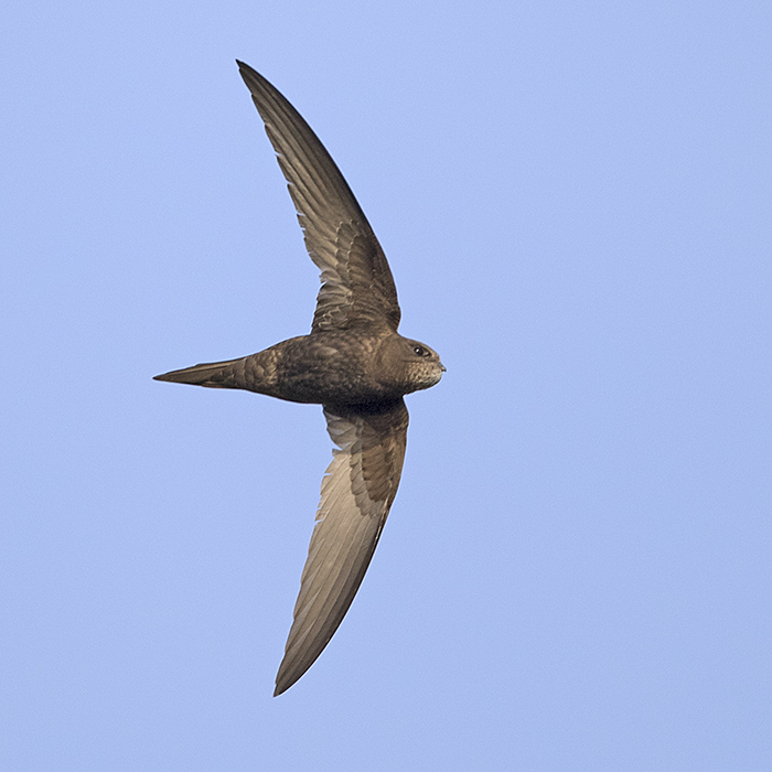 Details : Common Swift - BirdGuides