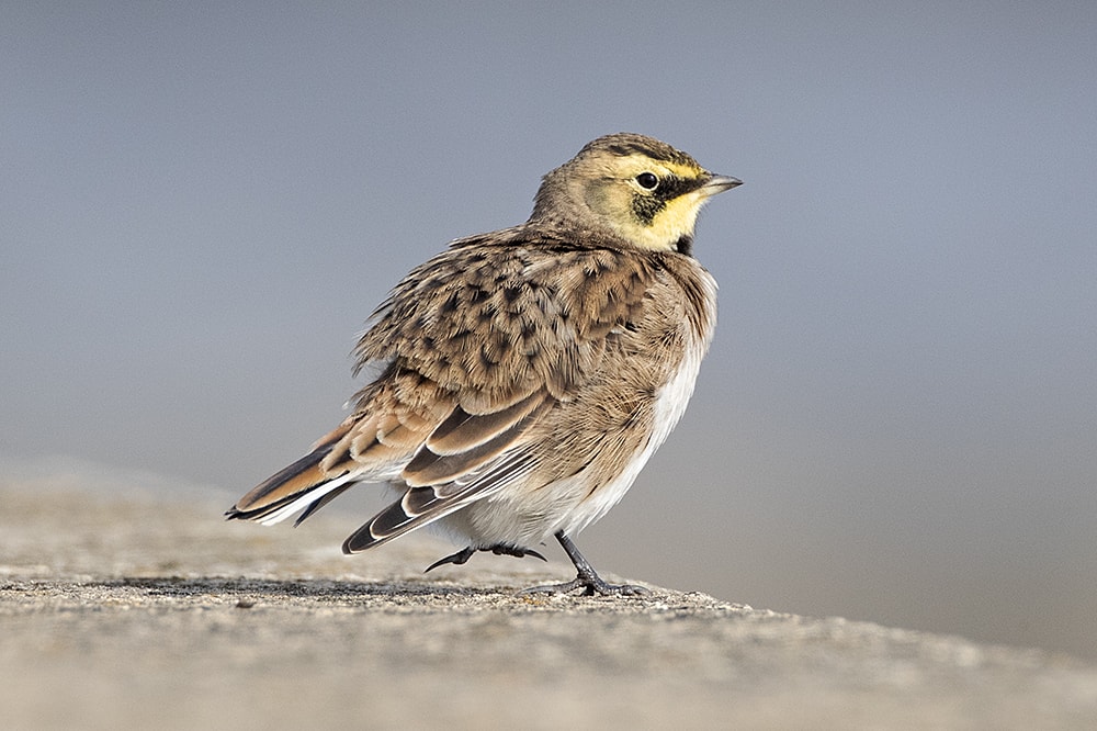 Shore Lark by Andrew Moon - BirdGuides