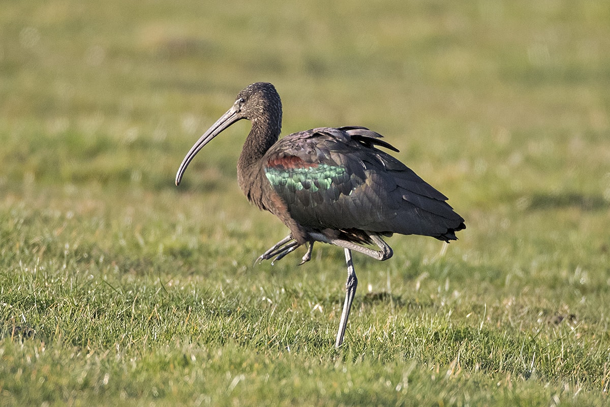 Glossy Ibis by Andrew Moon - BirdGuides