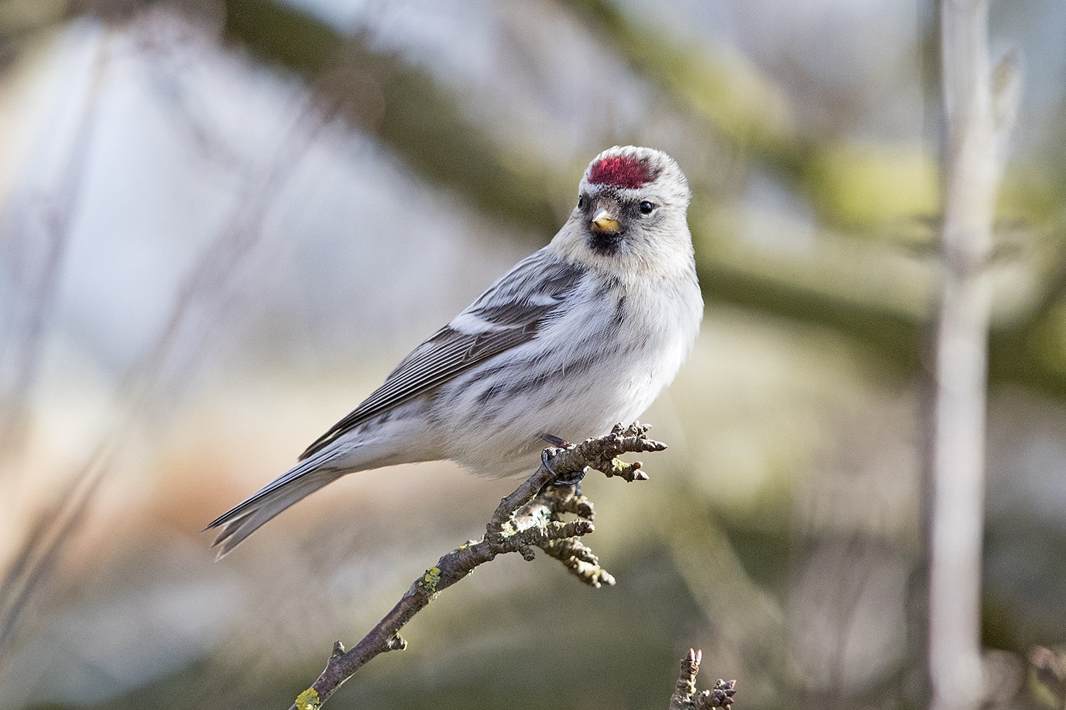 Coues's Arctic Redpoll by Andrew Moon - BirdGuides
