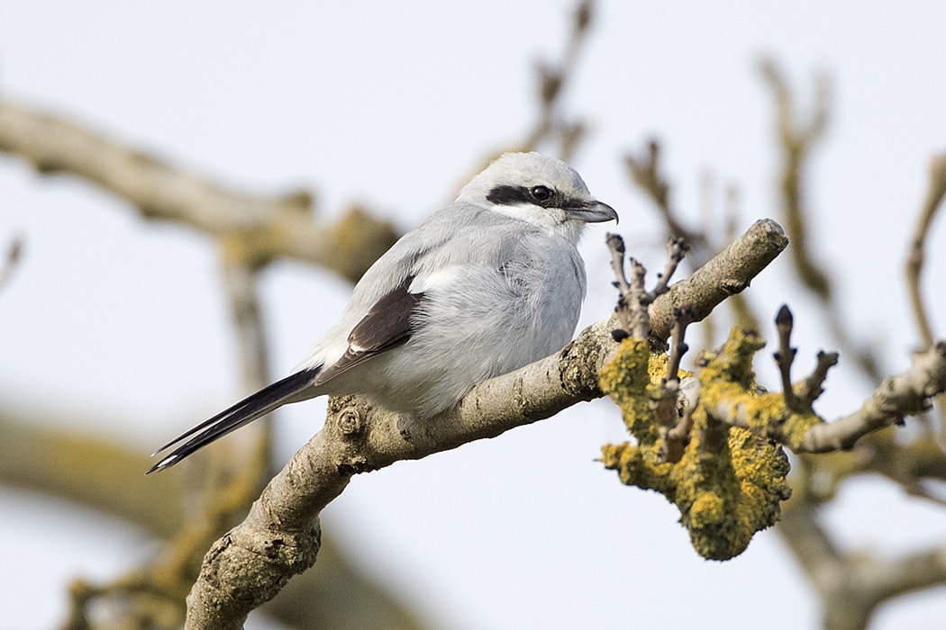 Great Grey Shrike by Andrew Moon - BirdGuides