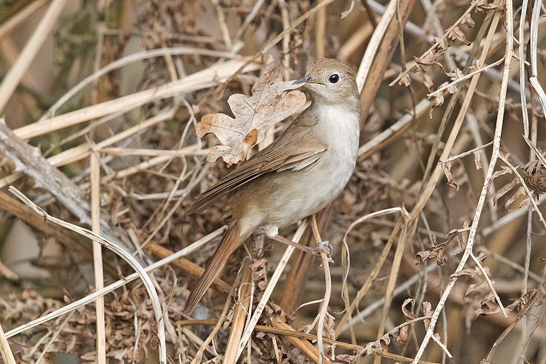 Common Nightingale by Andrew Moon - BirdGuides
