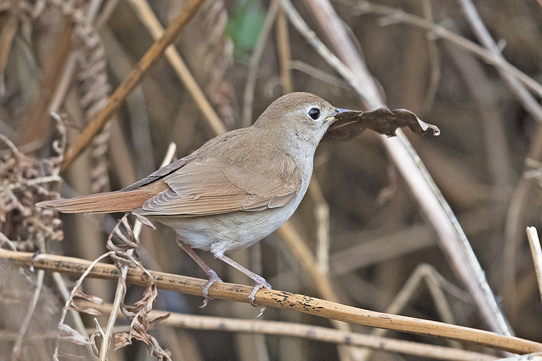 Details : Common Nightingale - BirdGuides