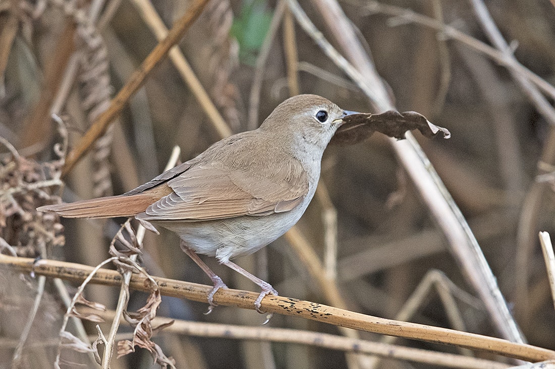 Common Nightingale by Andrew Moon - BirdGuides
