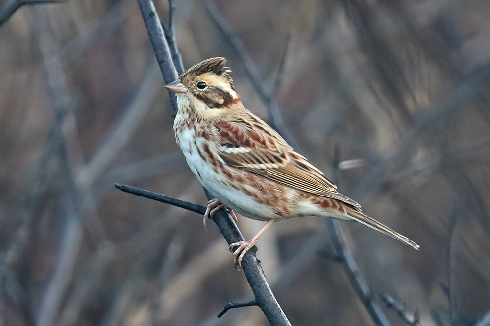 Rustic Bunting by Gary Thoburn - BirdGuides