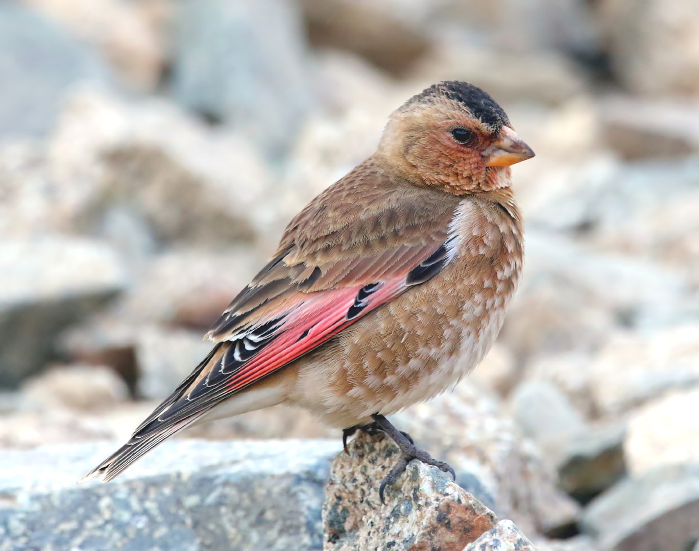 African Crimson-winged Finch by Jaz Hughes - BirdGuides