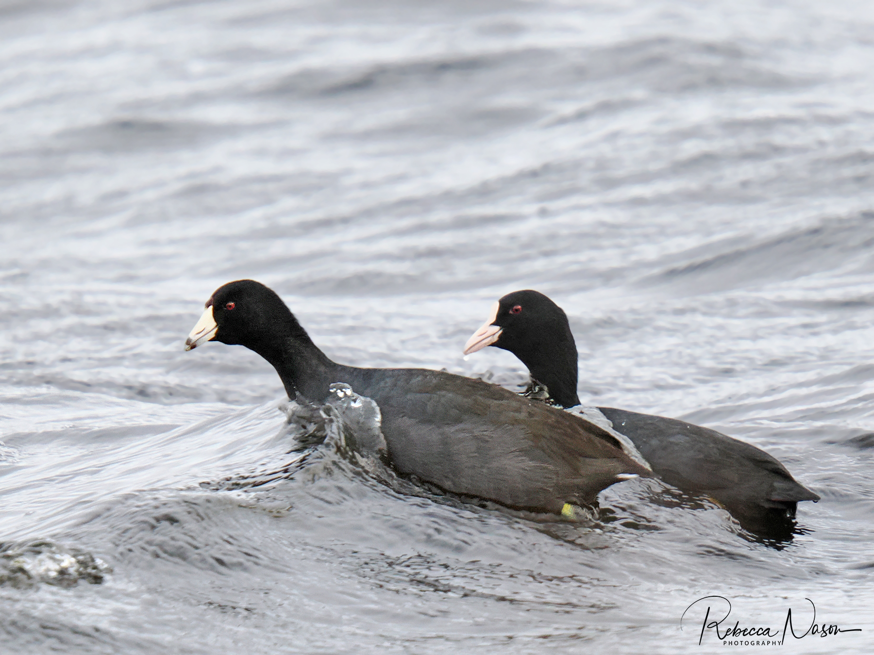 American Coot by Rebecca Nason - BirdGuides