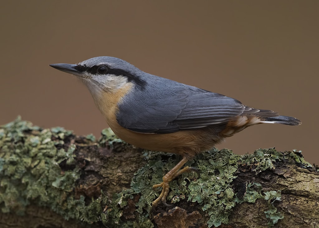 Eurasian Nuthatch by Steve Ashton - BirdGuides