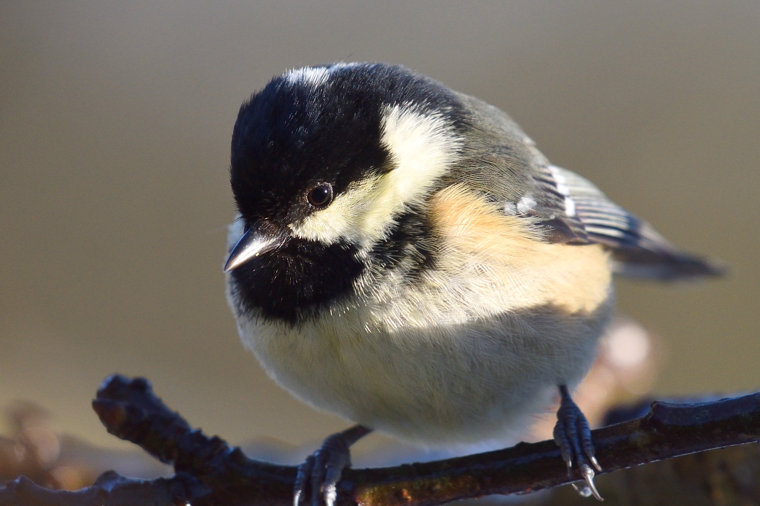 Details : Irish Coal Tit - BirdGuides