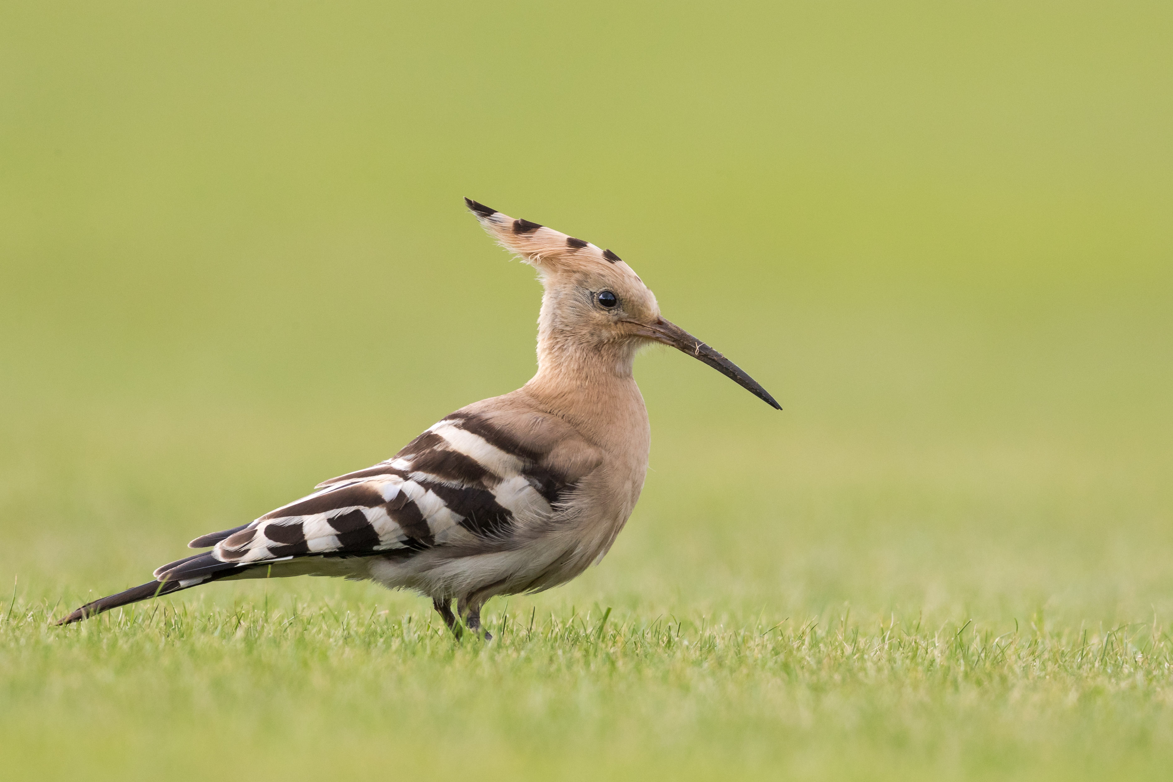 Birdwatching Sites in West Yorkshire - BirdGuides