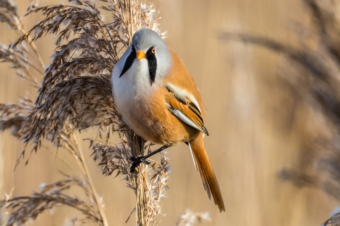 Bearded Tit by Ian Bollen - BirdGuides