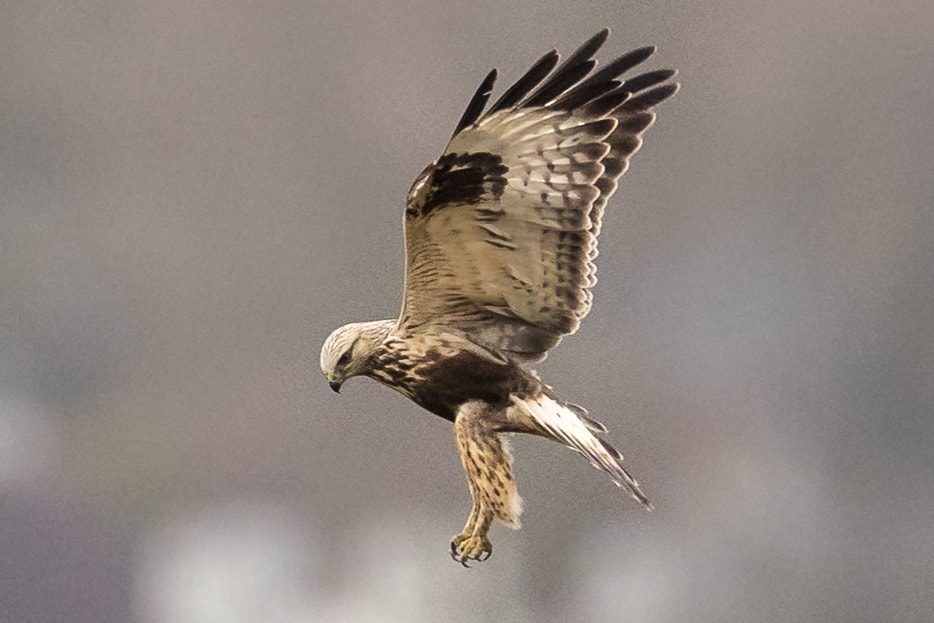 Rough-legged Buzzard by Ian Bollen - BirdGuides