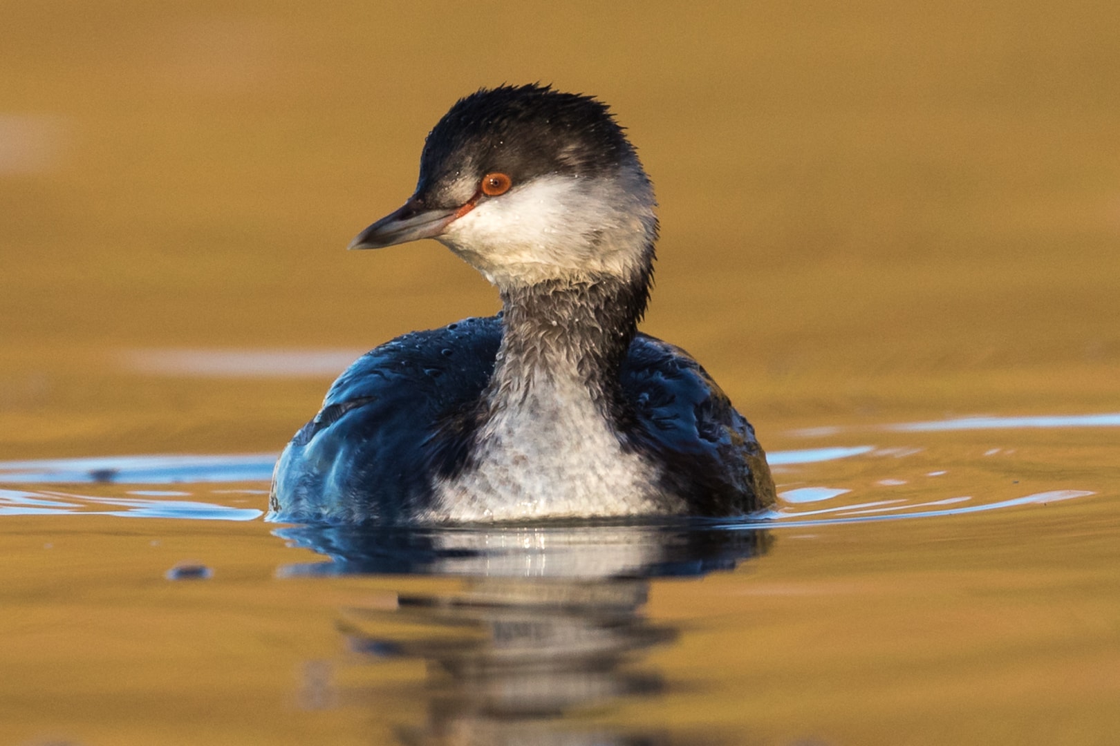 Slavonian Grebe by Ian Bollen - BirdGuides