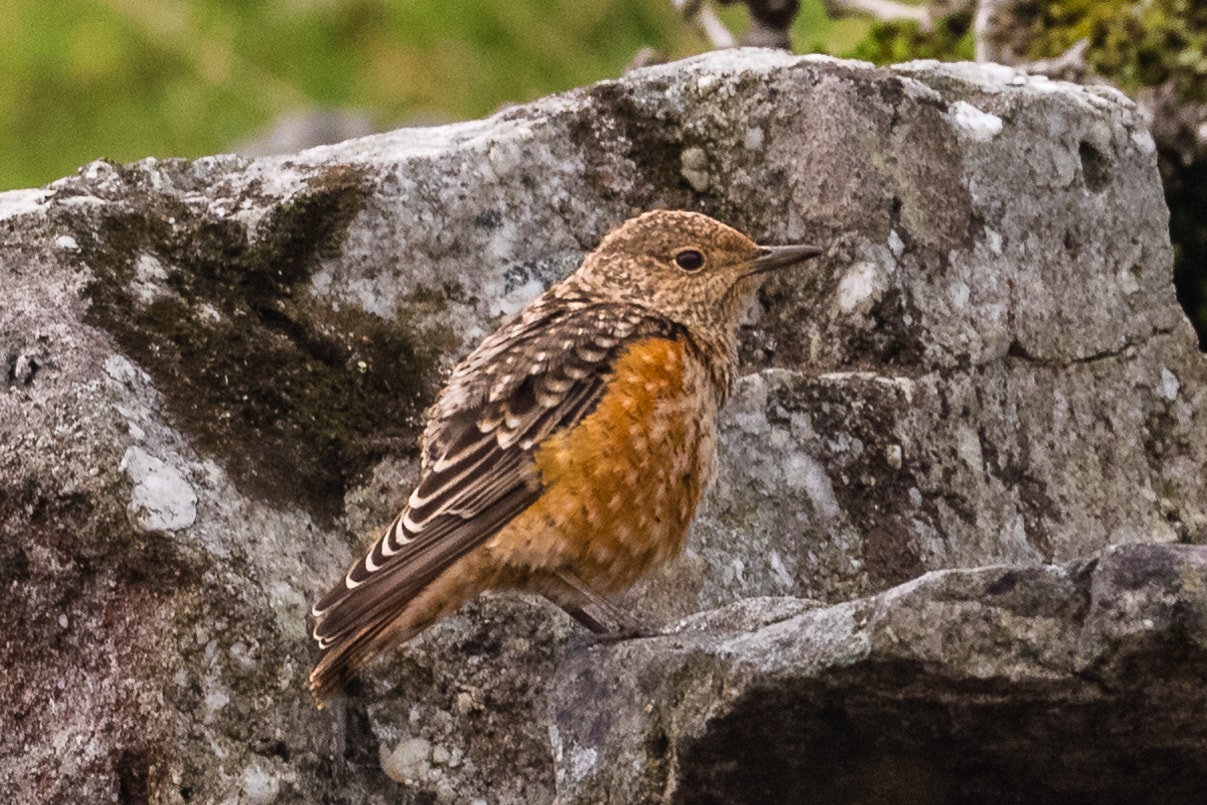 Common Rock Thrush by Ian Bollen - BirdGuides