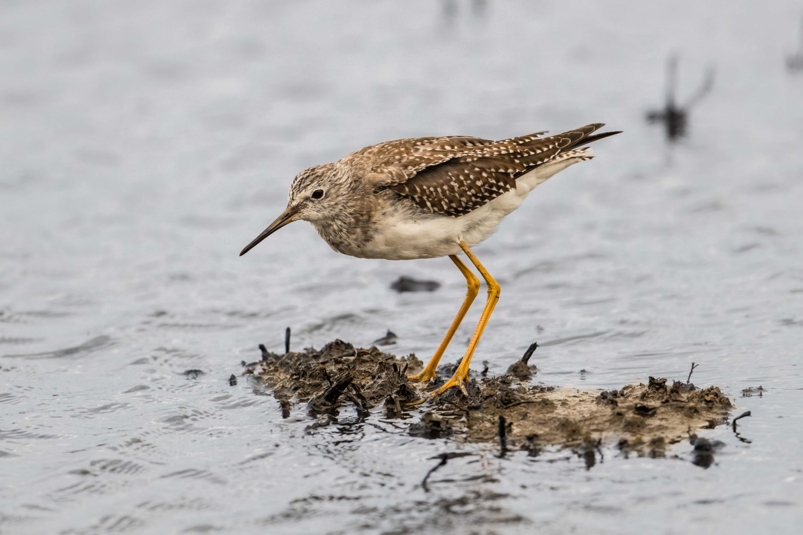 Lesser Yellowlegs by Ian Bollen - BirdGuides