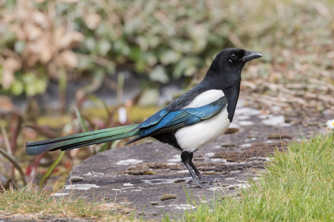 Magpie by Ian Bollen - BirdGuides