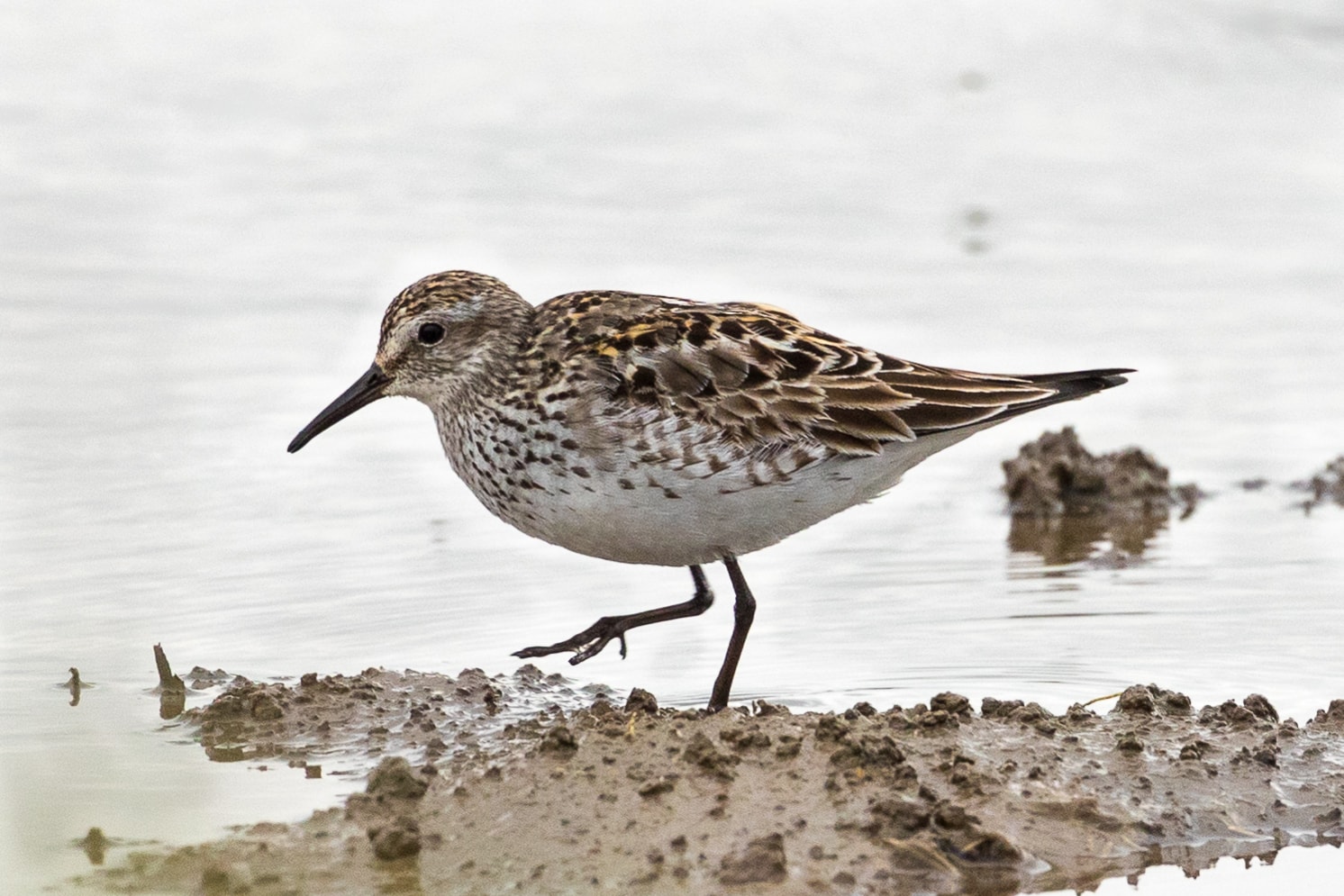 White-rumped Sandpiper by Ian Bollen - BirdGuides
