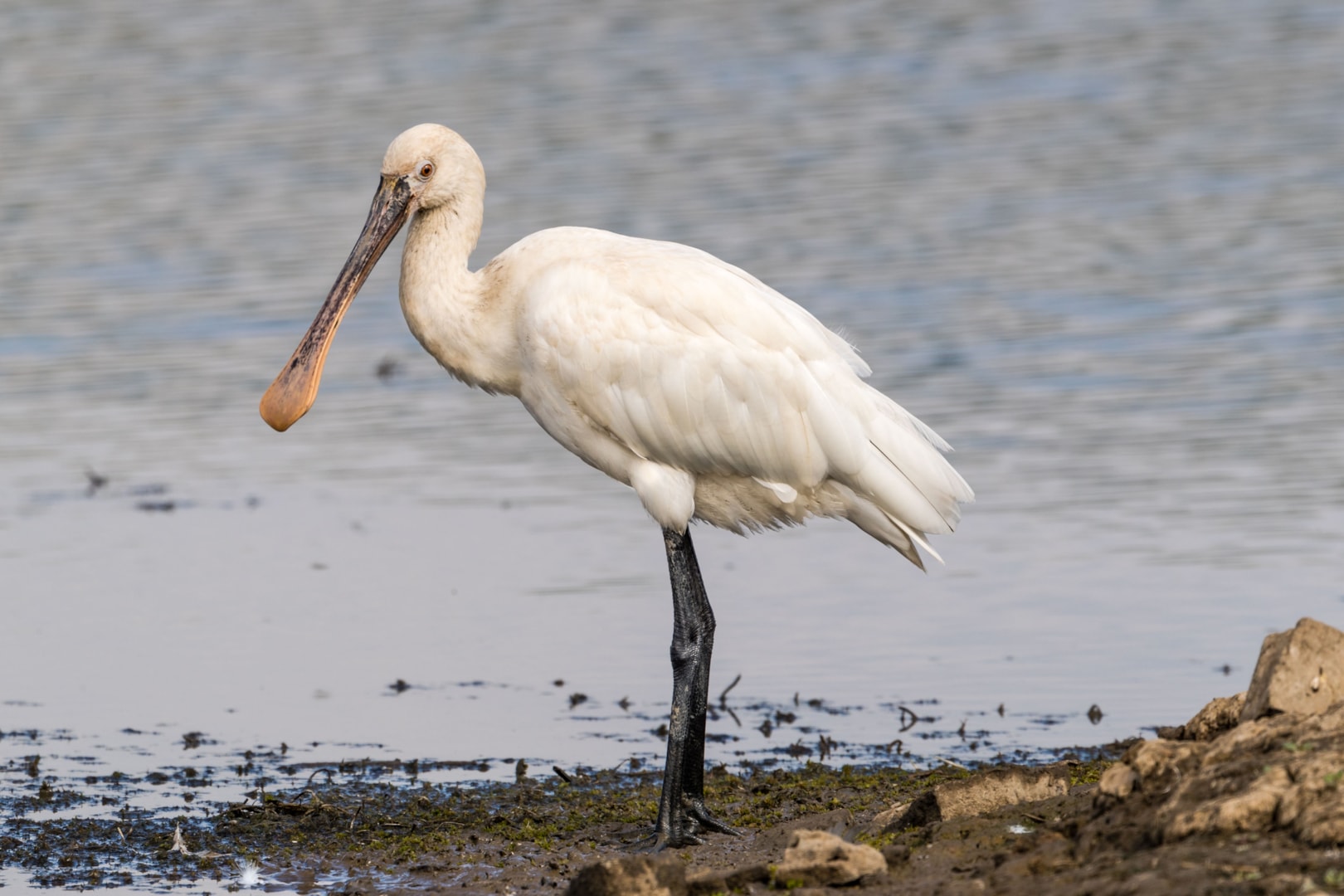 Eurasian Spoonbill by Ian Bollen - BirdGuides