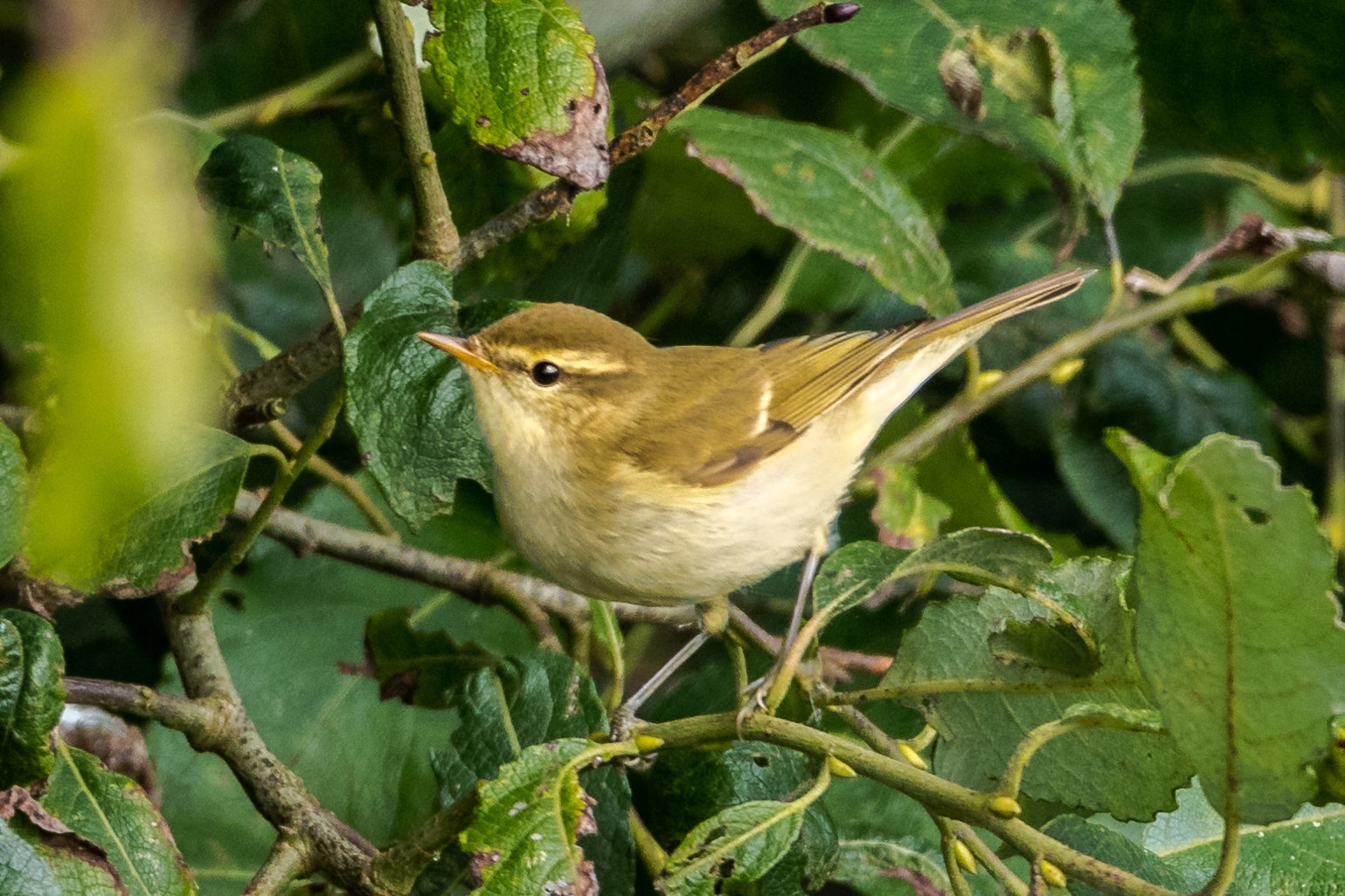 Greenish Warbler by Ian Bollen - BirdGuides