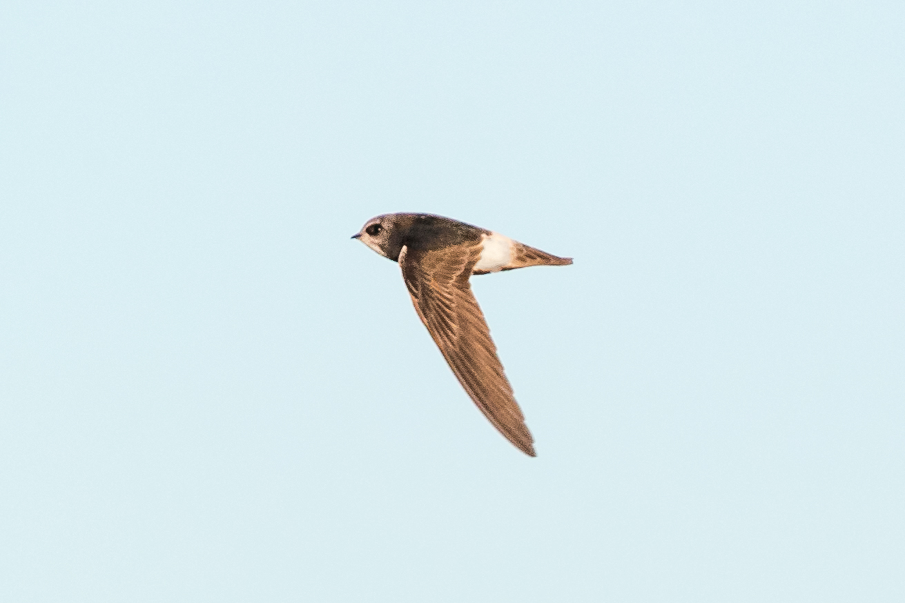 Little Swift by Ian Bollen - BirdGuides