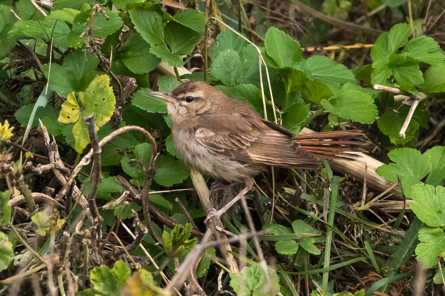 Rufous-tailed Scrub Robin by Ian Bollen - BirdGuides