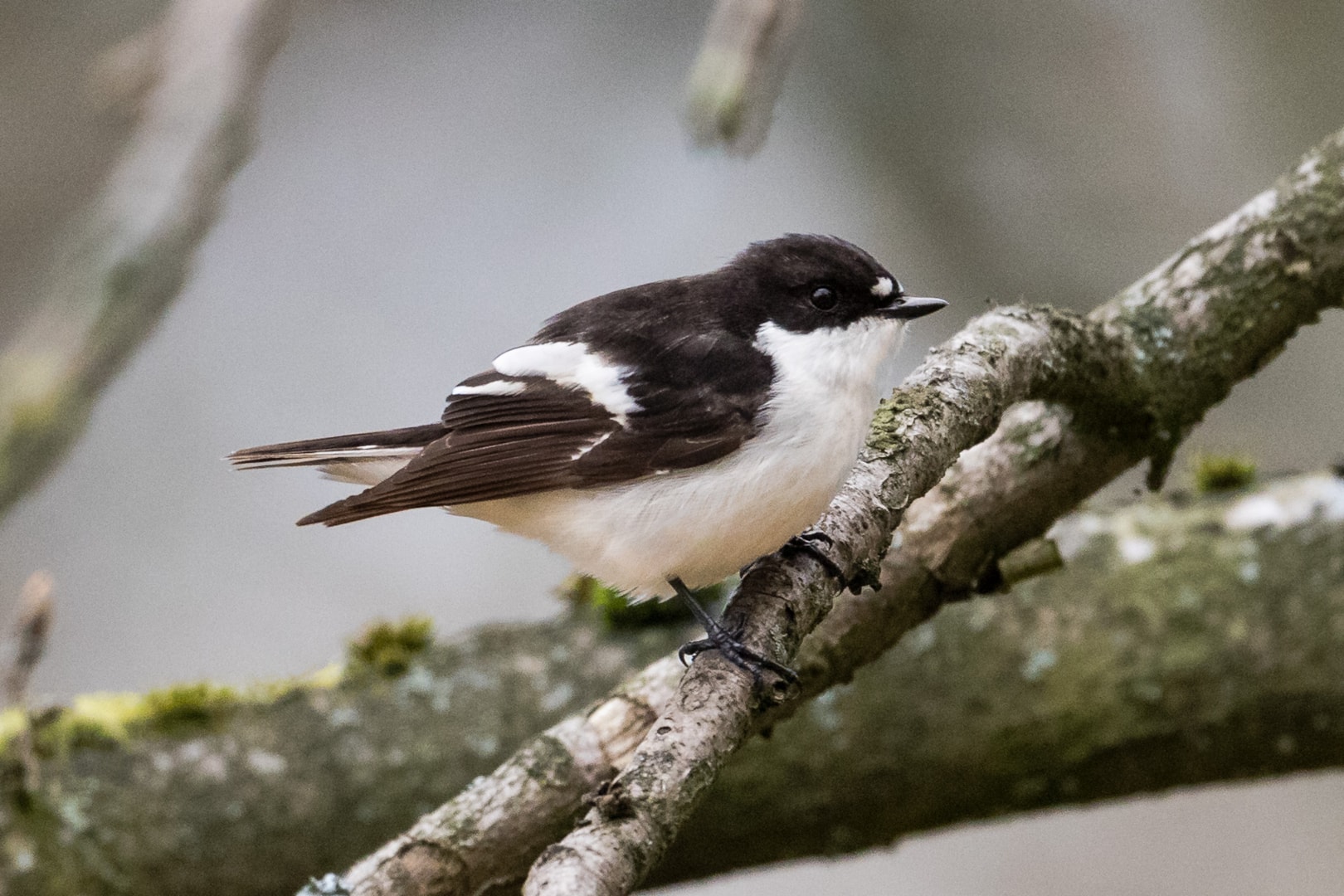 Pied Flycatcher by Ian Bollen - BirdGuides