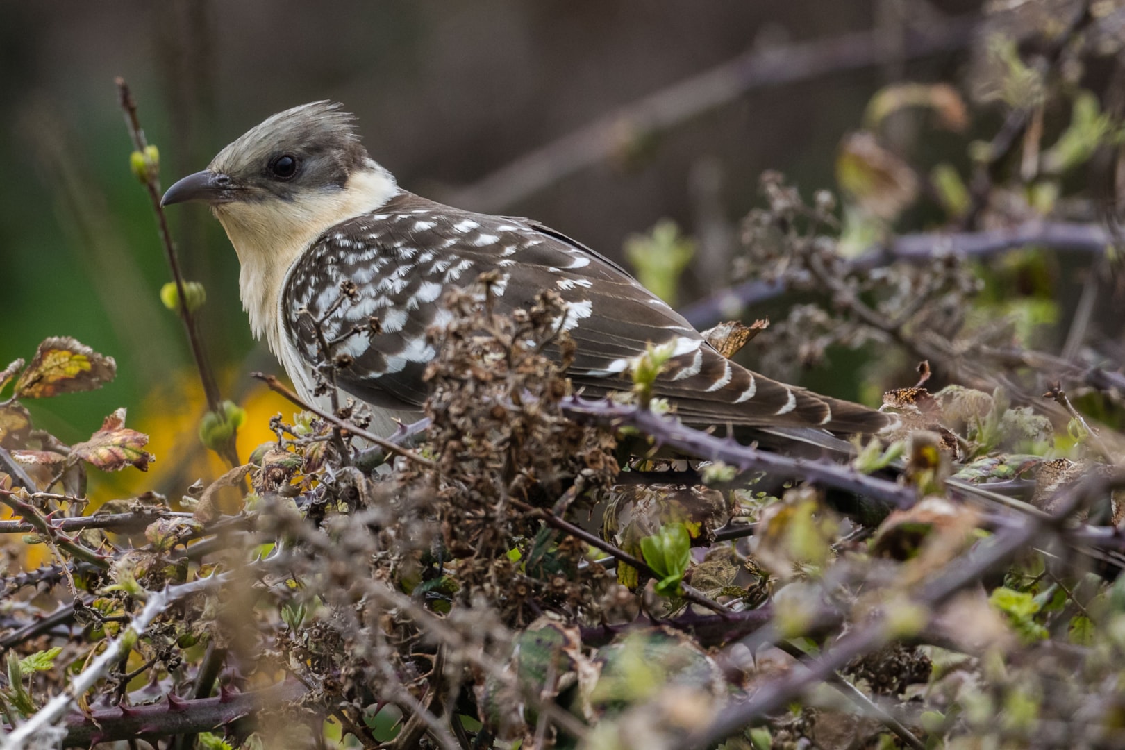 Great Spotted Cuckoo by Ian Bollen - BirdGuides