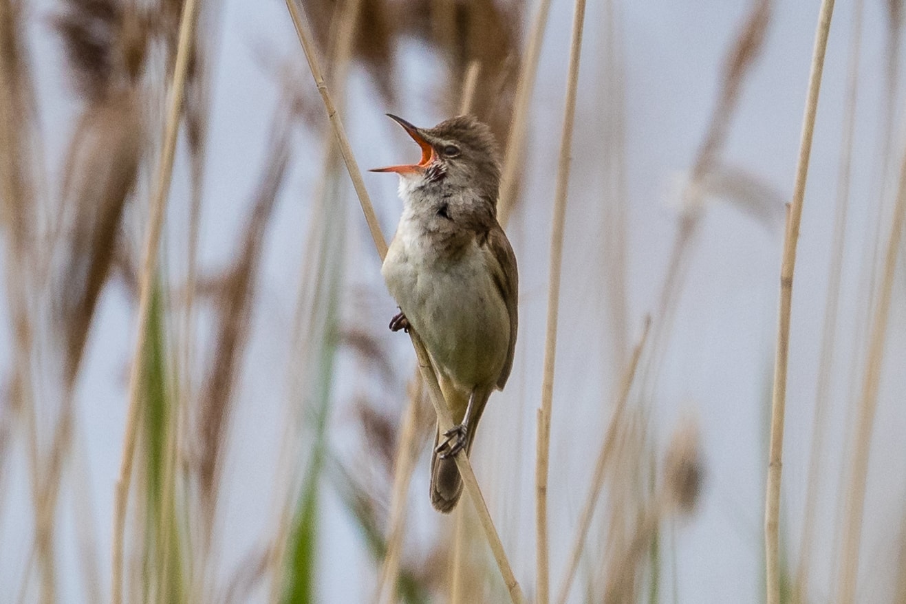 Great Reed Warbler by Ian Bollen - BirdGuides