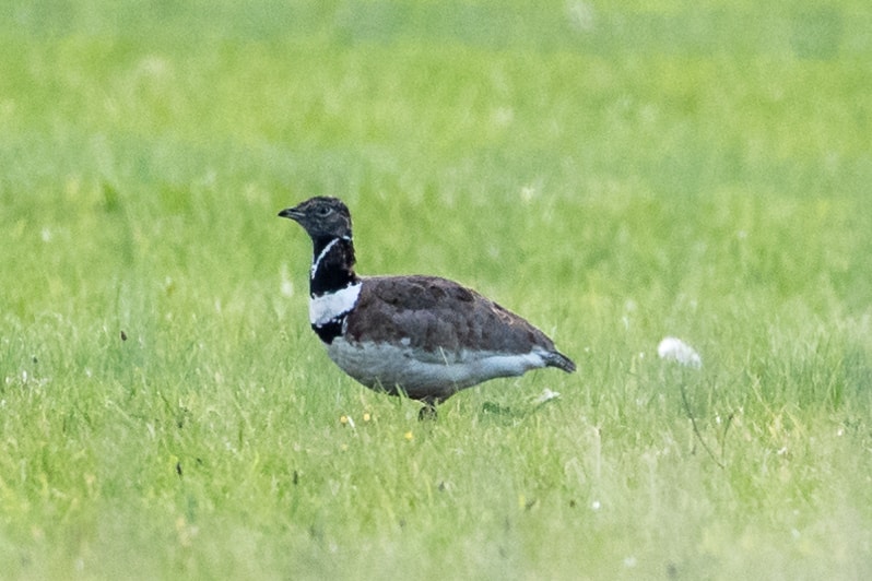 Little Bustard by Ian Bollen - BirdGuides
