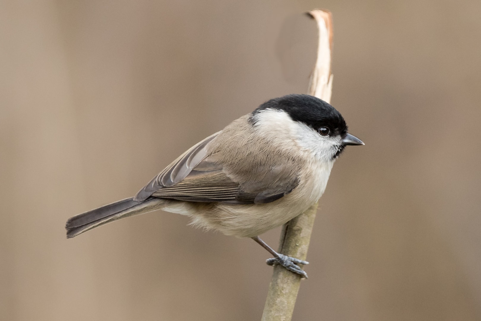 Marsh Tit by Ian Bollen - BirdGuides