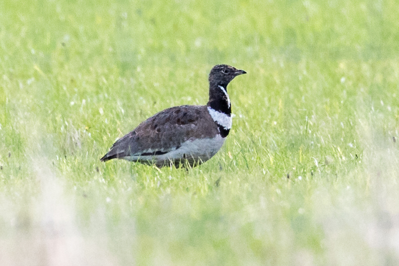 Details : Little Bustard - BirdGuides