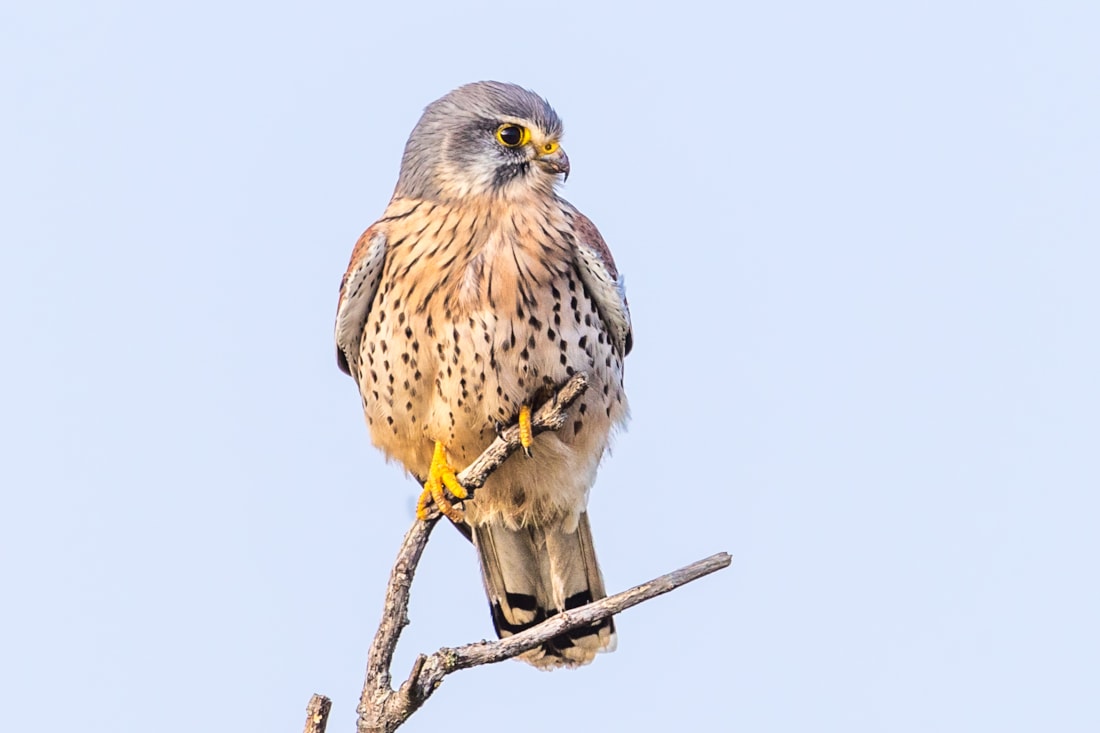 Common Kestrel by Ian Bollen - BirdGuides