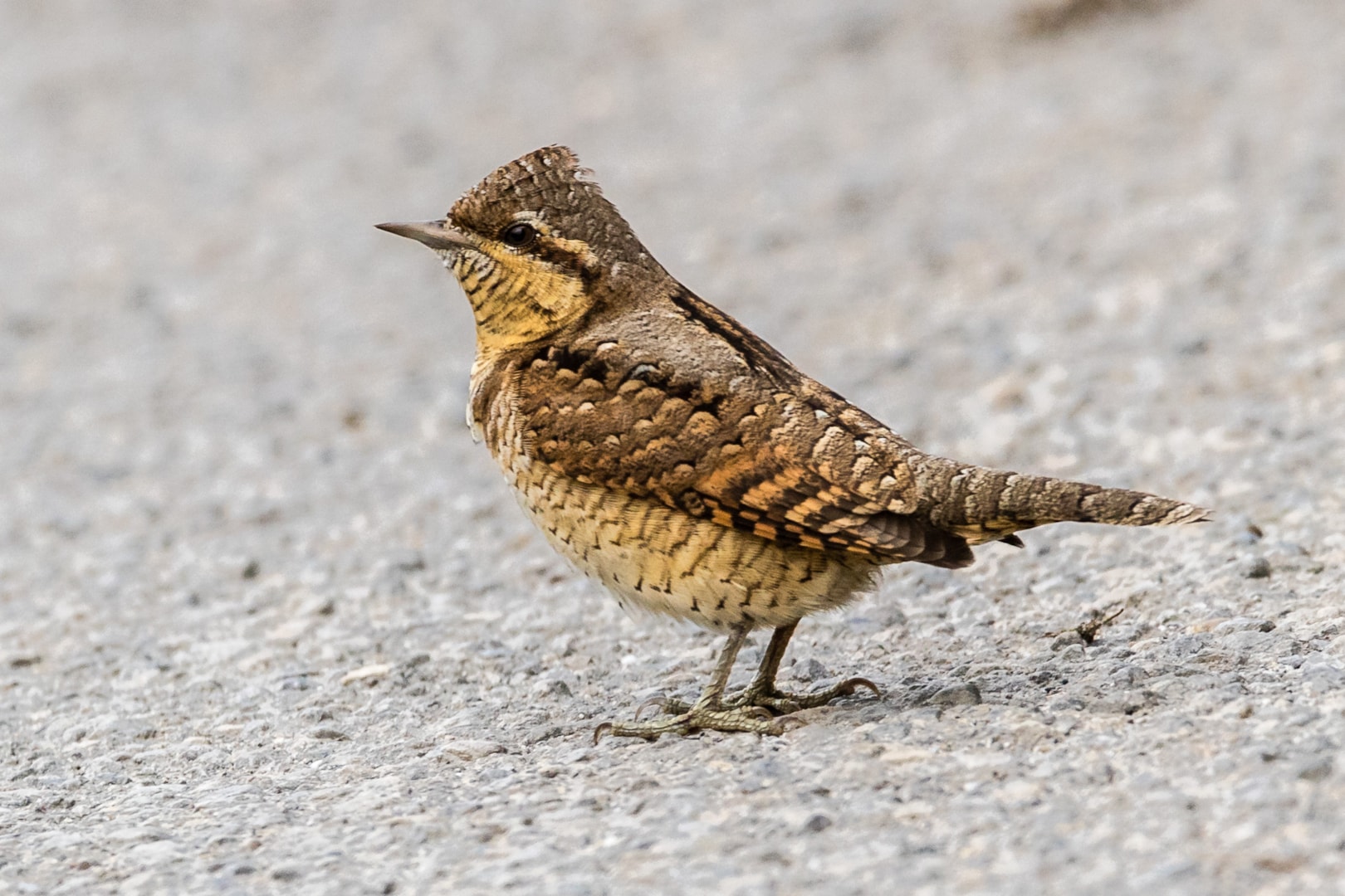 Wryneck by Ian Bollen - BirdGuides