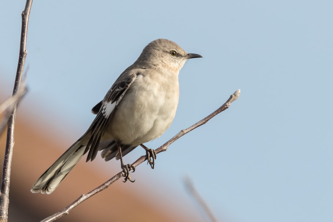 Northern Mockingbird by Ian Bollen - BirdGuides