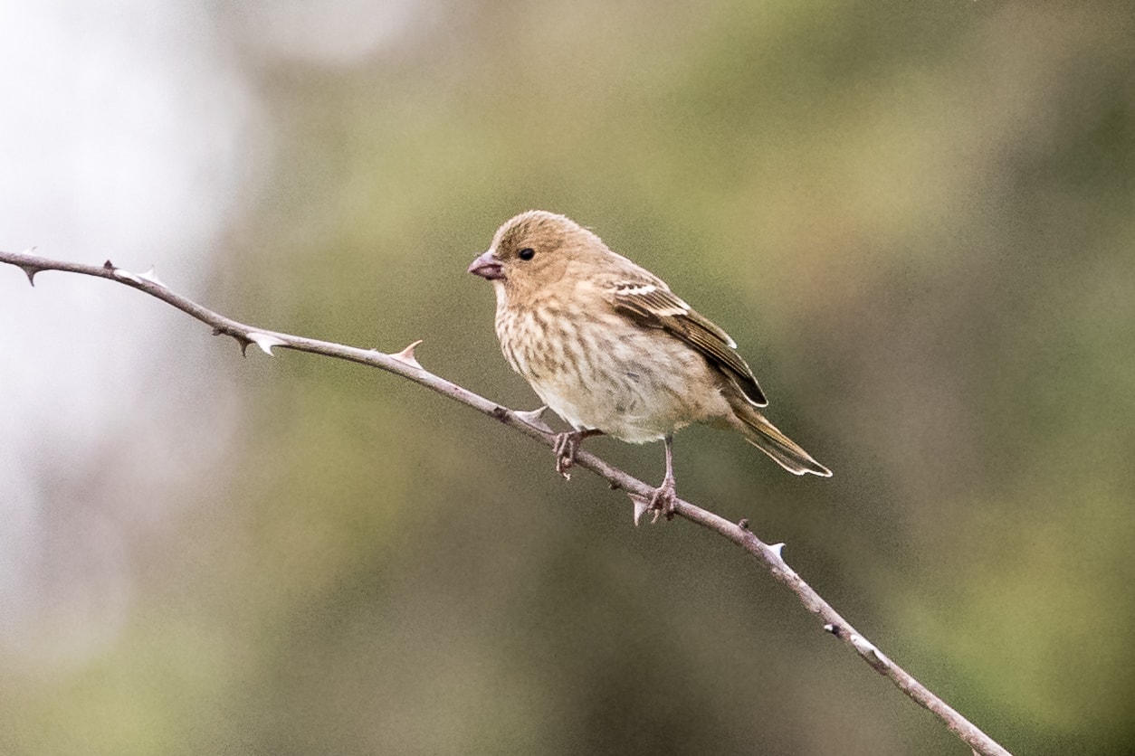Common Rosefinch by Ian Bollen - BirdGuides