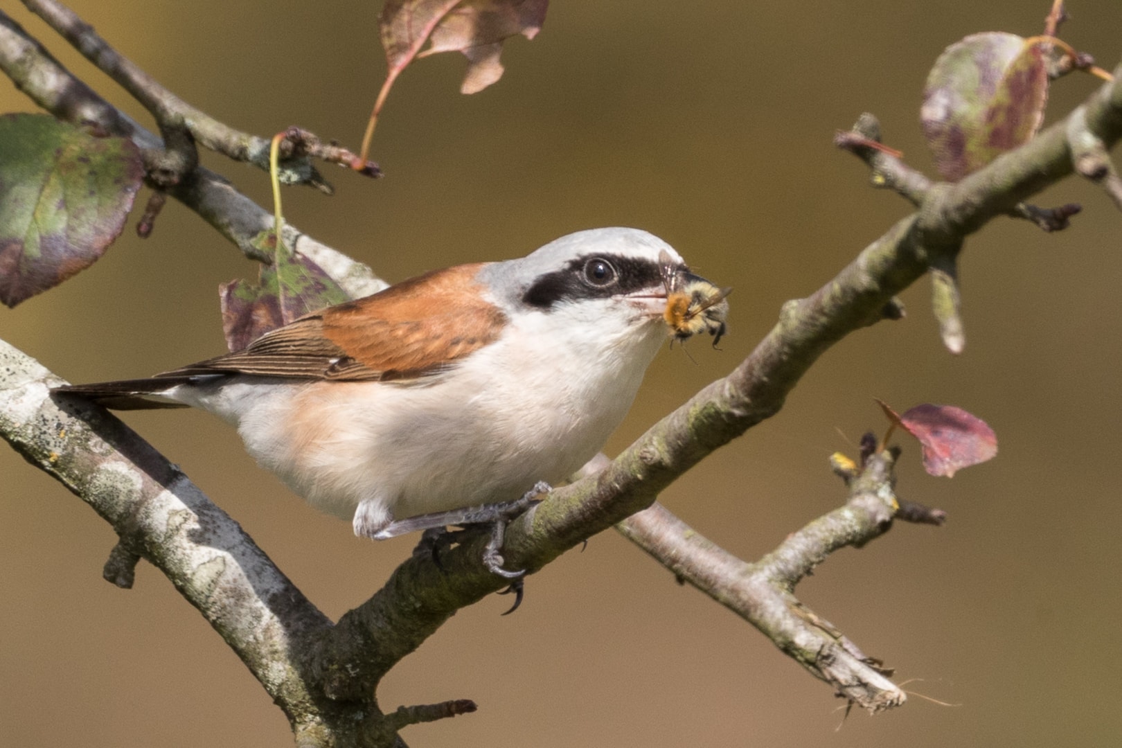 Red-backed Shrike by Ian Bollen - BirdGuides