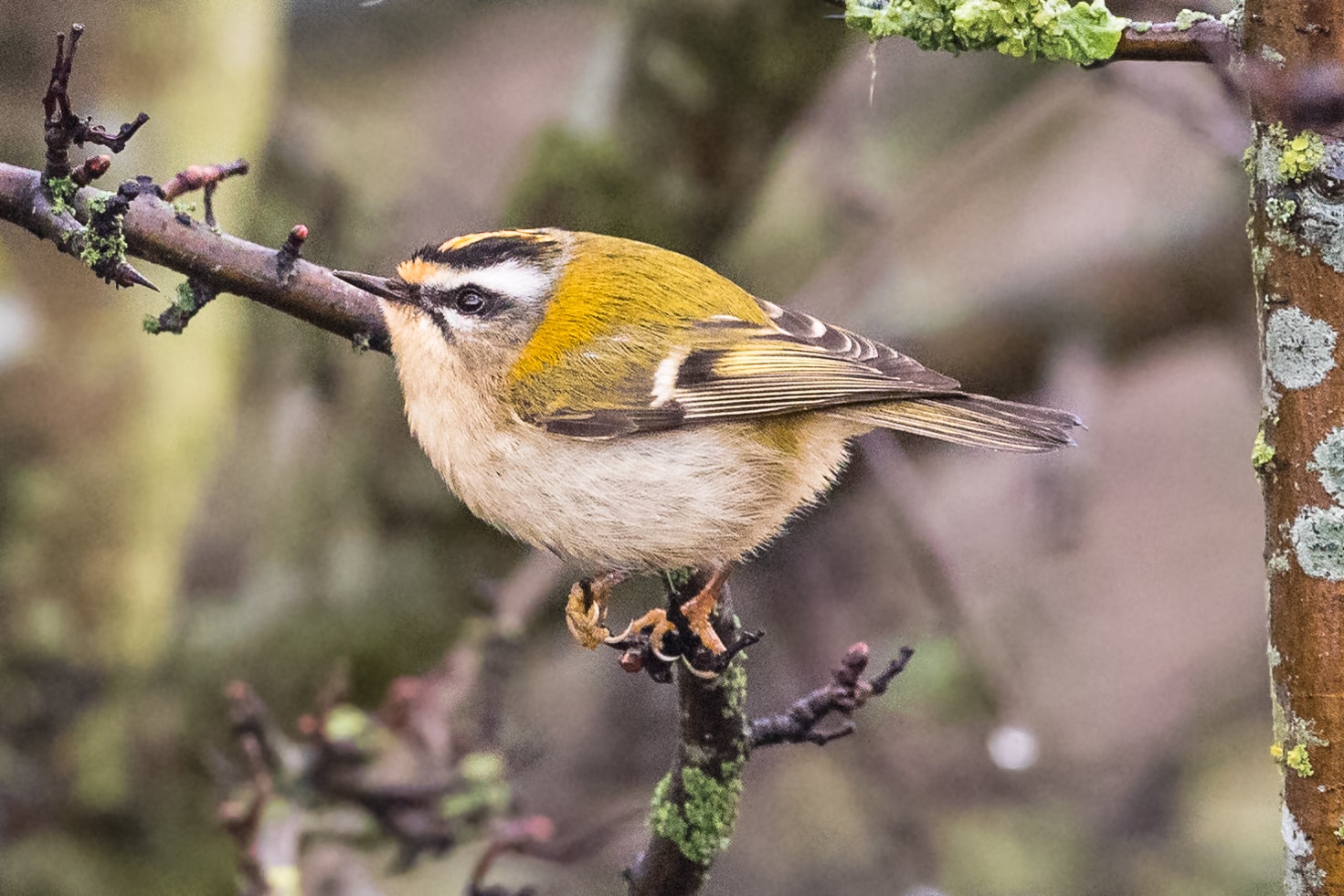 Firecrest by Ian Bollen - BirdGuides