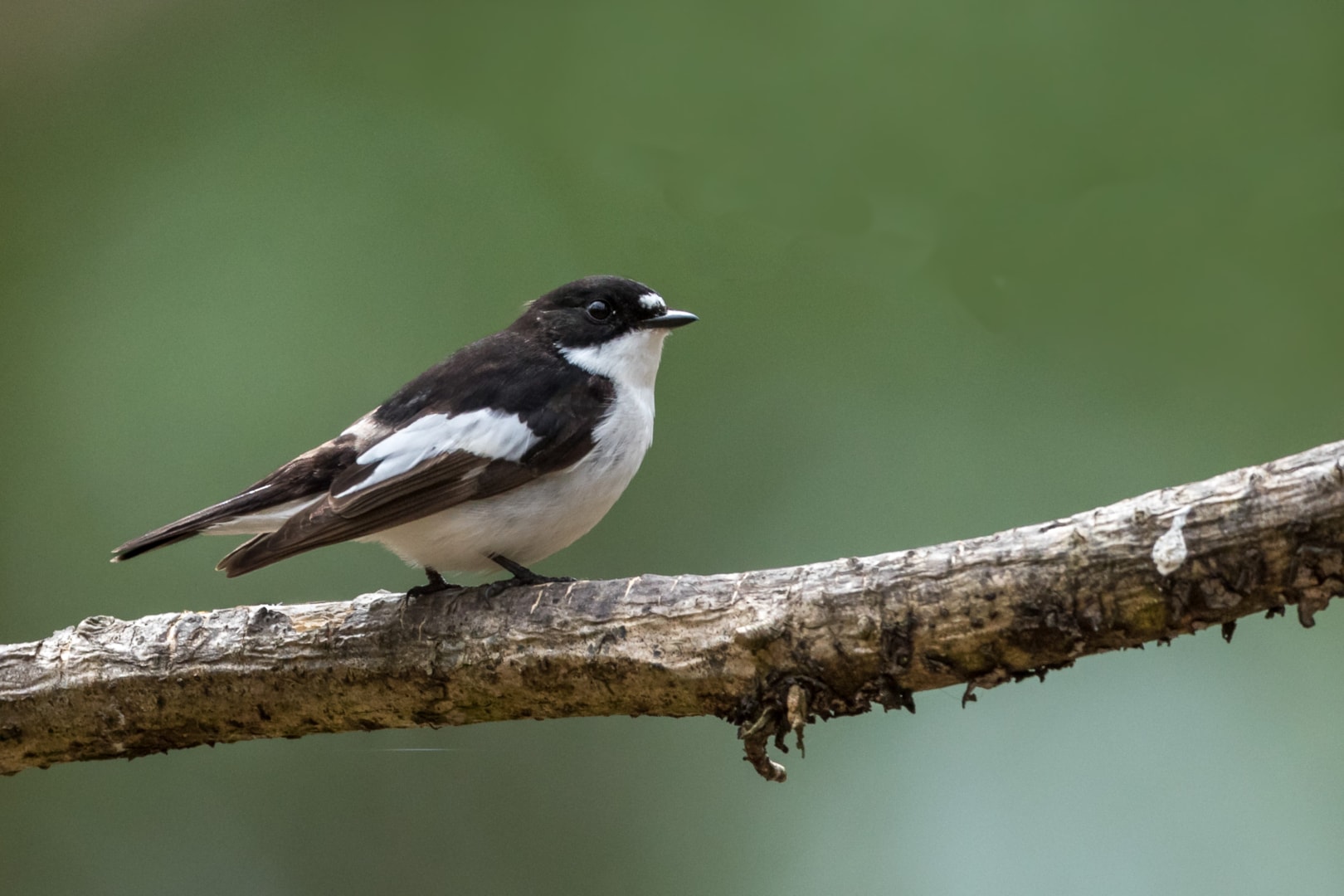 Pied Flycatcher by Ian Bollen - BirdGuides