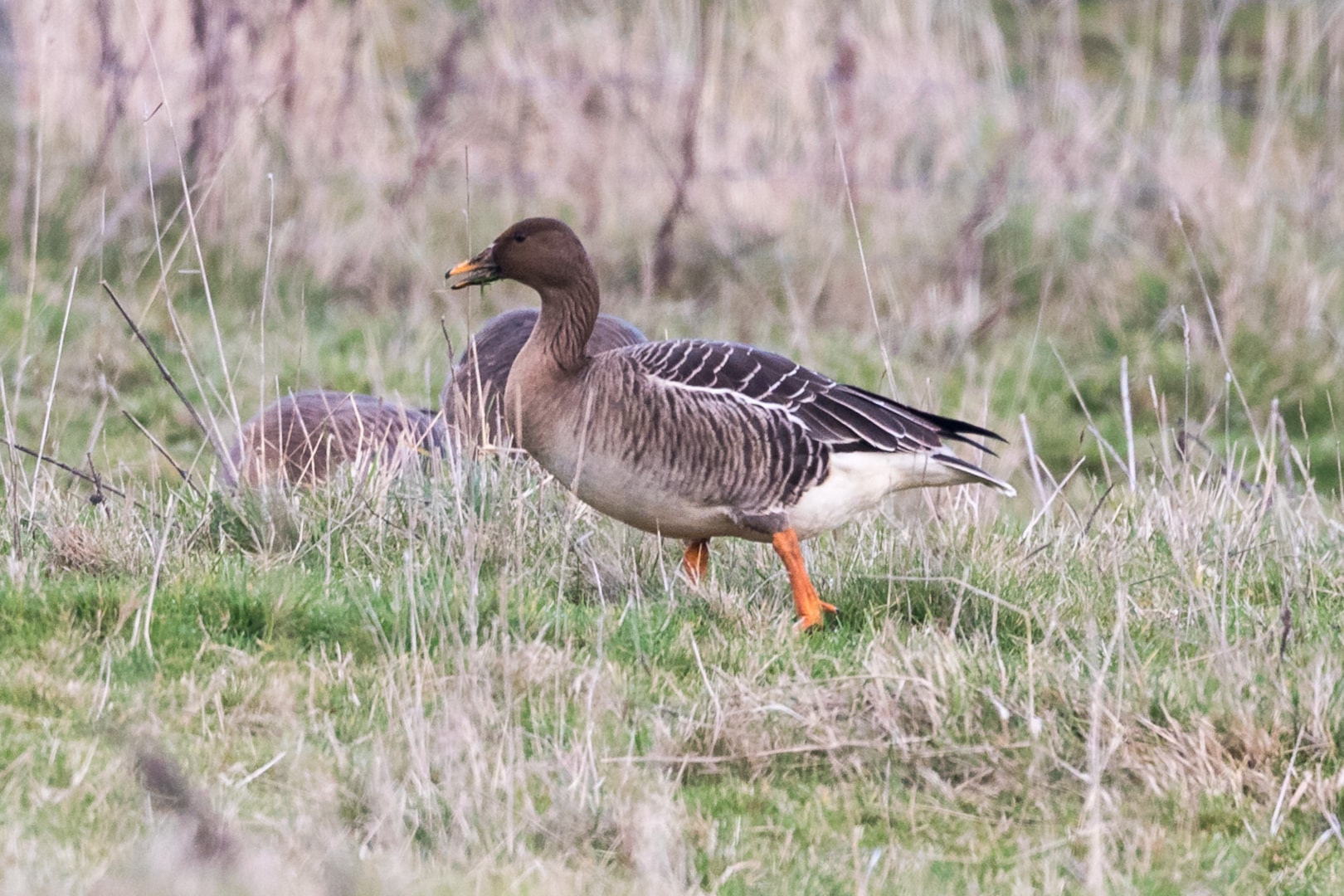Taiga Bean Goose by Ian Bollen - BirdGuides