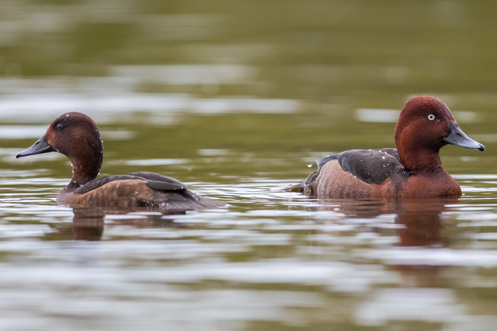 Ferruginous Duck by Ian Bollen - BirdGuides