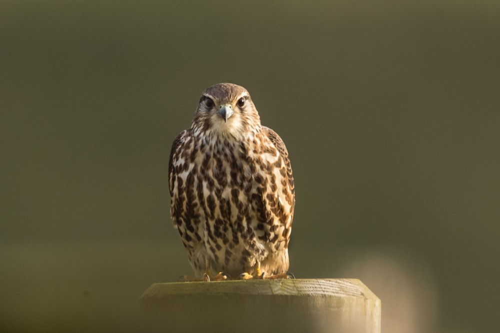 Merlin enjoys steady breeding season on North York Moors - BirdGuides