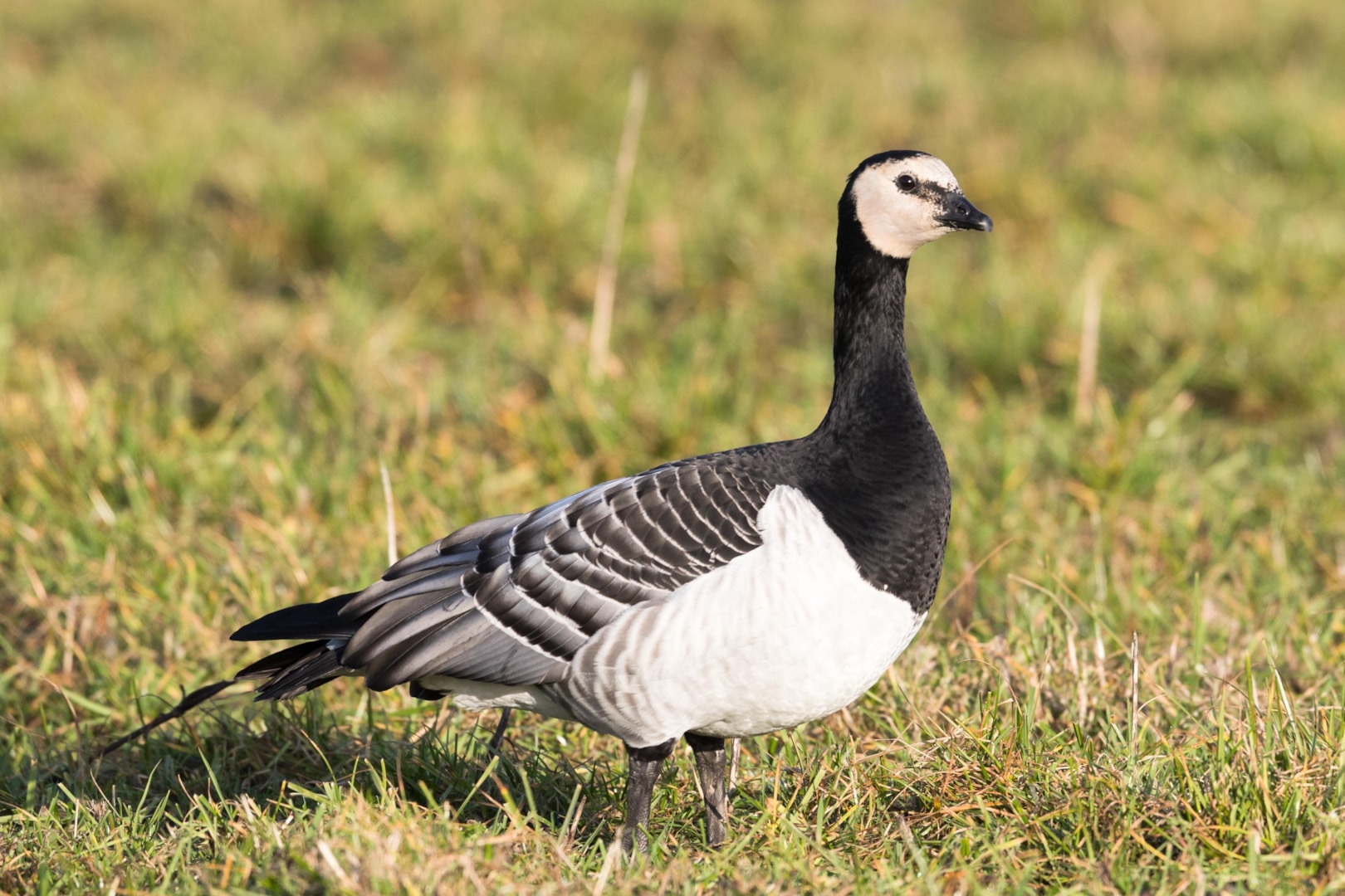 Barnacle Goose by Ian Bollen - BirdGuides