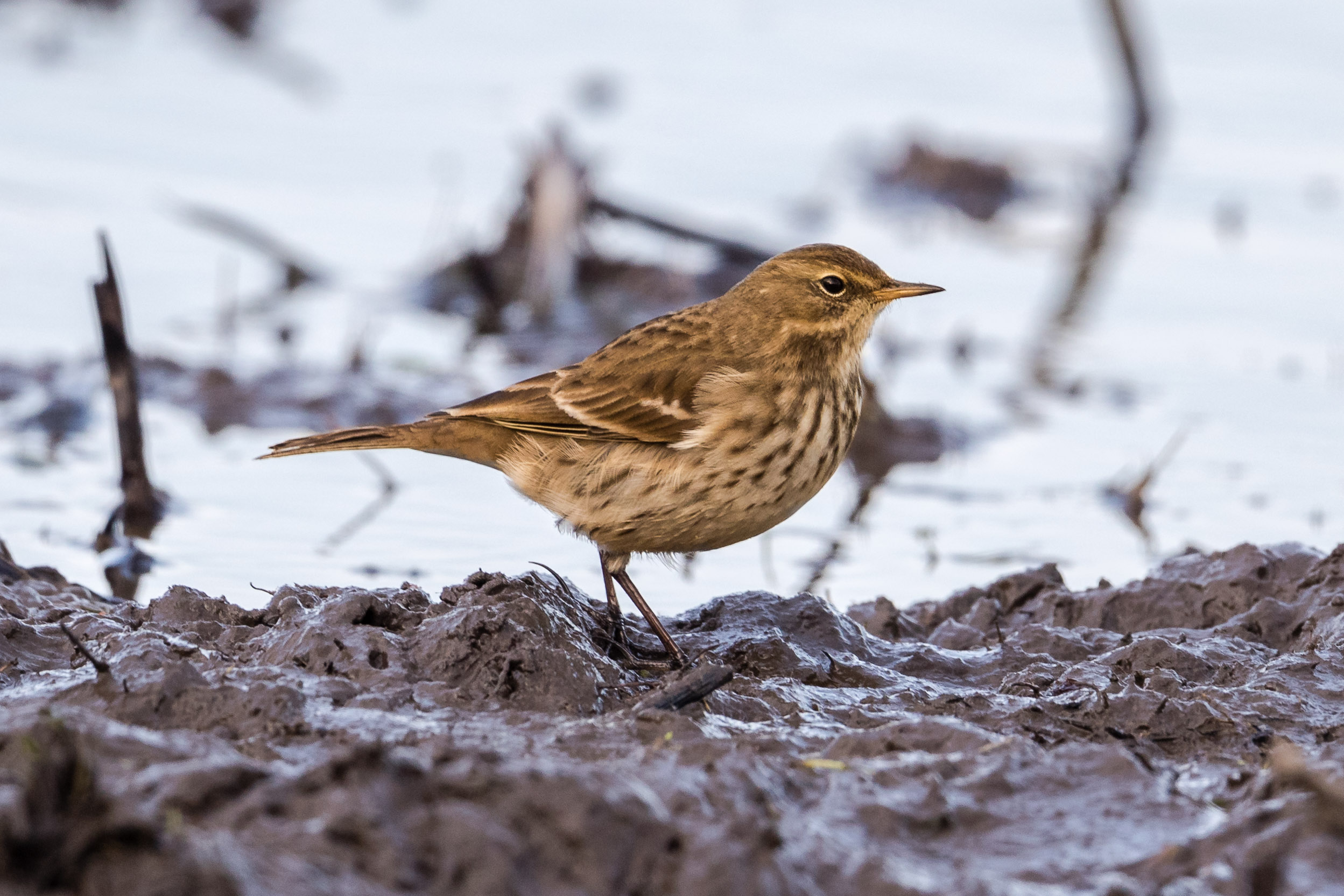 Details : Water Pipit - BirdGuides