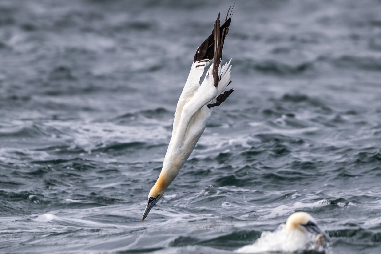Northern Gannet by Ian Bollen - BirdGuides