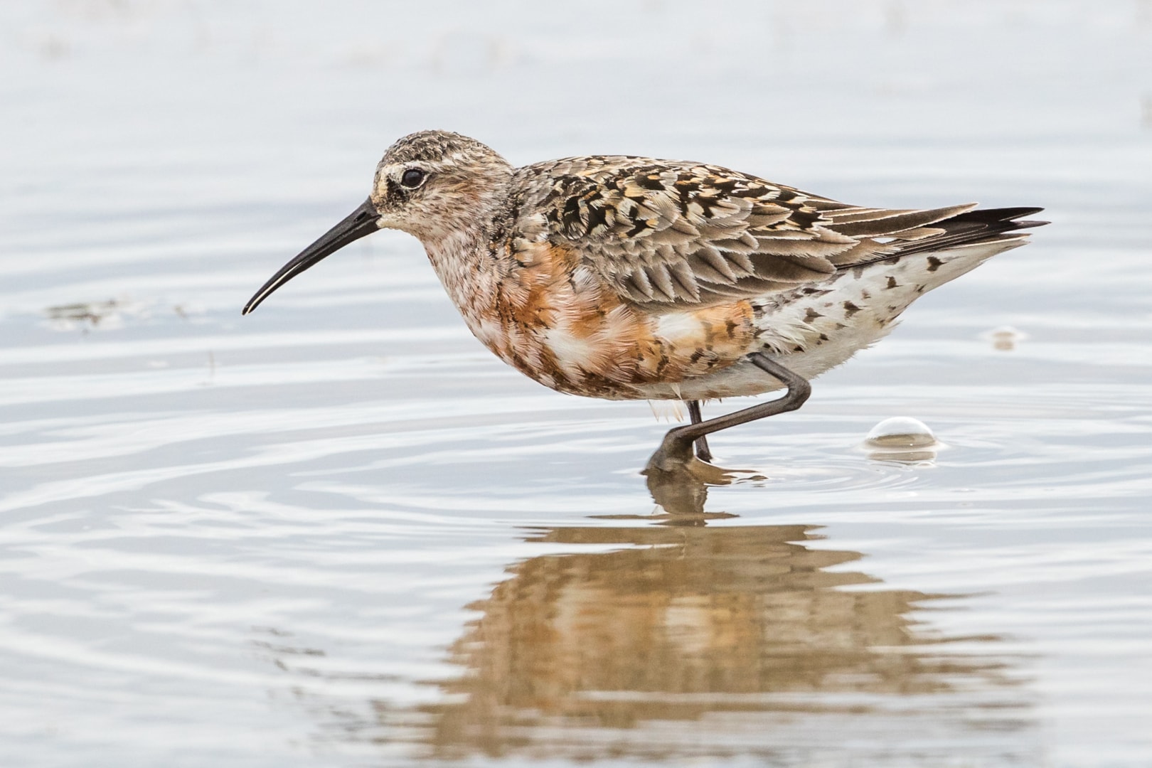 Curlew Sandpiper by Ian Bollen - BirdGuides